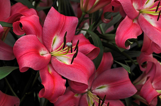 รูปภาพRobina – เลือกดูภาพถ่ายสต็อก เวกเตอร์ และวิดีโอ234 | Adobe Stock