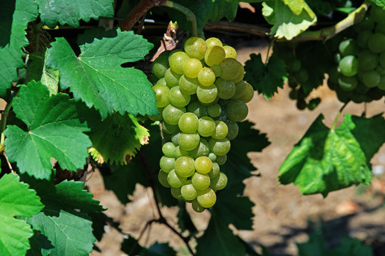 Greek Grape Vines