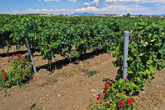 Greek Grape Vines