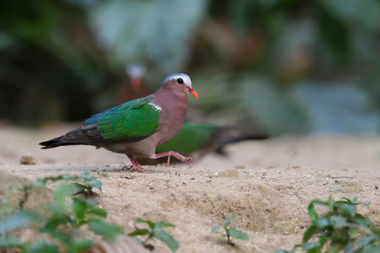 "Green Dove" Bilder – Durchsuchen 739 Archivfotos, Vektorgrafiken und ...