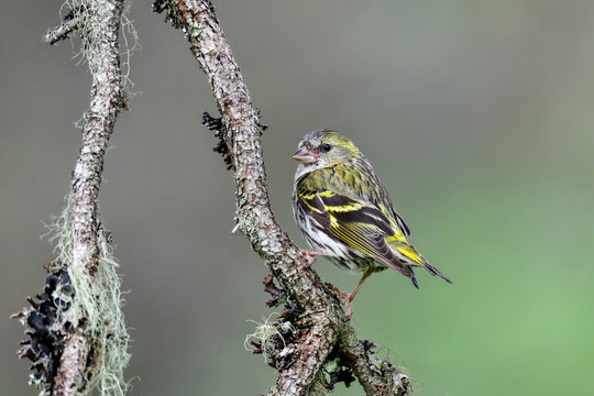Granivore Bilder – Durchsuchen 2,411 Archivfotos, Vektorgrafiken und ...