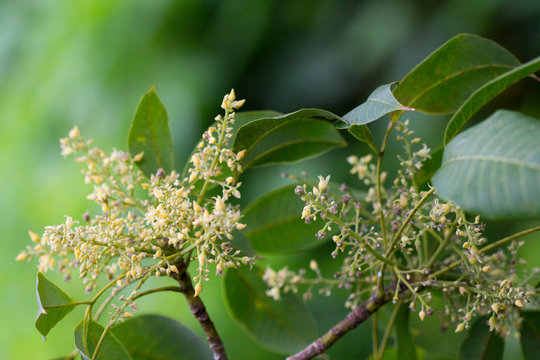 รูปภาพHevea – เลือกดูภาพถ่ายสต็อก เวกเตอร์ และวิดีโอ9,883 | Adobe Stock