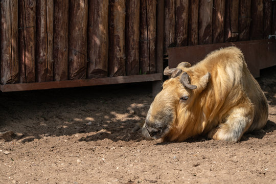 "Sichuan Takin" Images – Browse 275 Stock Photos, Vectors, and Video ...