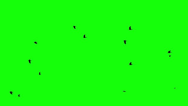 Crows Images – Browse 197,946 Stock Photos, Vectors, and Video | Adobe ...