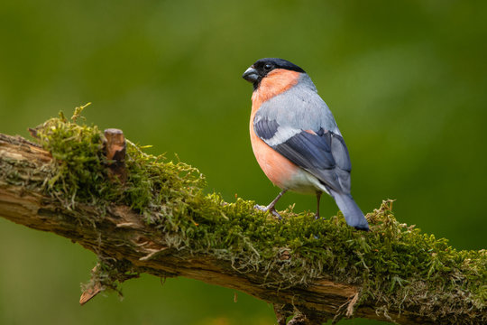 Dompap Billeder – Gennemse 46,352 stockfotos, vektorer og videoer ...