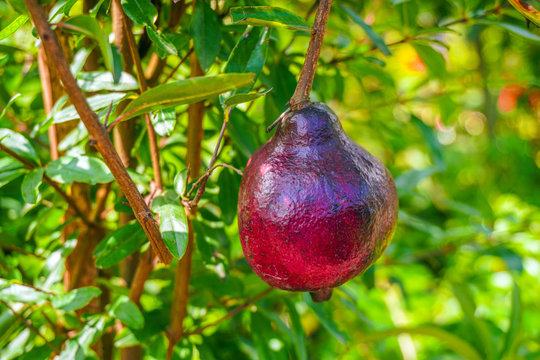 Anaar Images – Browse 60 Stock Photos, Vectors, and Video | Adobe Stock