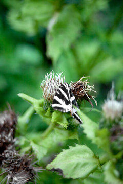 Distelarten-Bilder: Stock-Fotos & -Videos. | Adobe Stock