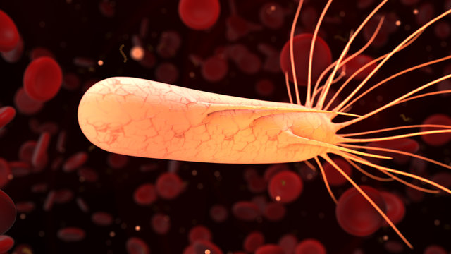 Morganella Images – Browse 63 Stock Photos, Vectors, and Video | Adobe ...