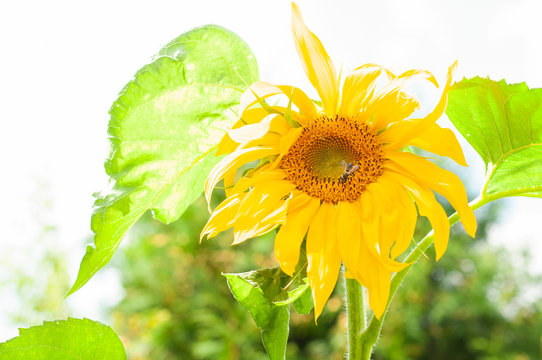 Imágenes de Kwiecie: descubre bancos de fotos, ilustraciones, vectores y vídeos de 513 | Adobe Stock