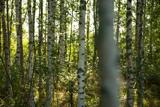 「Birken」の写真素材 | 6,916件の無料イラスト画像 | Adobe Stock