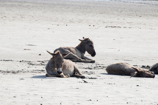 "Barron Land" Images – Browse 8 Stock Photos, Vectors, and Video ...