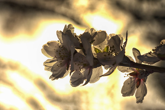 รูปภาพFolwer – เลือกดูภาพถ่ายสต็อก เวกเตอร์ และวิดีโอ235 | Adobe Stock