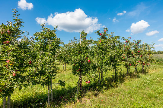 「Obstplantage」の画像 - 3,301 件の Stock 写真、ベクターおよびビデオ | Adobe Stock