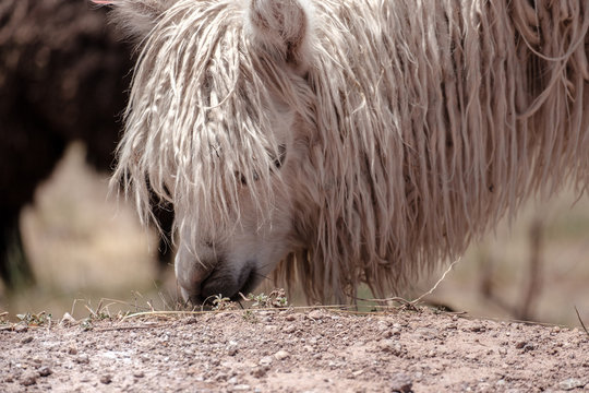 Peru Machu-Picchu Bilder – Durchsuchen 629 Archivfotos, Vektorgrafiken und Videos | Adobe Stock