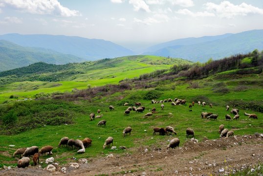 รูปภาพShamakha – เลือกดูภาพถ่ายสต็อก เวกเตอร์ และวิดีโอ77 | Adobe Stock