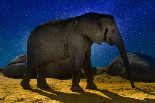 Elefan bilder – Bläddra bland 19 stockfoton, vektorer och videor ...