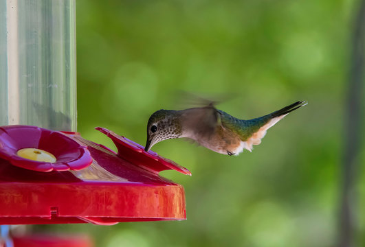 24 BEST "Hummingbird Eating Nectar" IMAGES, STOCK PHOTOS & VECTORS ...