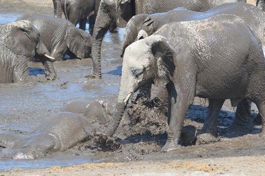 「Pachiderma」の画像 - 752 件の Stock 写真、ベクターおよびビデオ | Adobe Stock