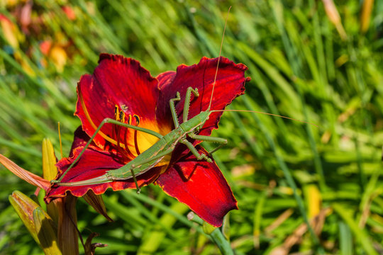 Graminivorous Bilder – Durchsuchen 525 Archivfotos, Vektorgrafiken und ...