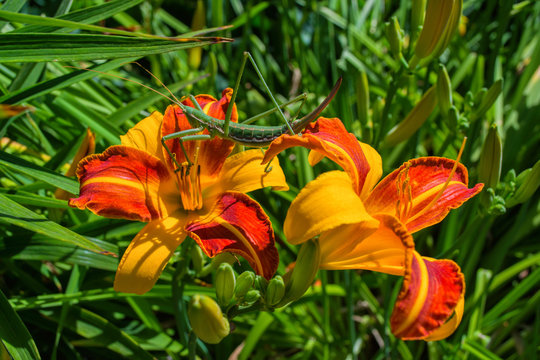 รูปภาพGraminivorous – เลือกดูภาพถ่ายสต็อก เวกเตอร์ และวิดีโอ522 | Adobe ...