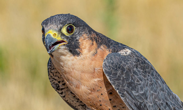 Barbary Falcon