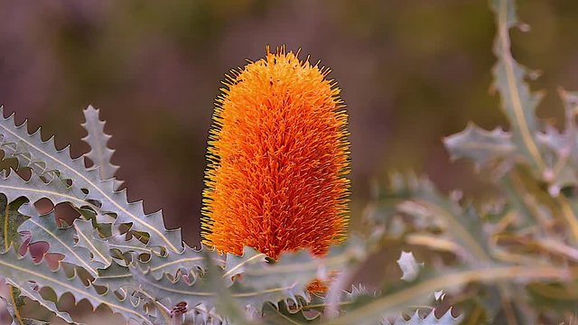 "Orange Banksia" Images – Browse 114 Stock Photos, Vectors, and Video ...
