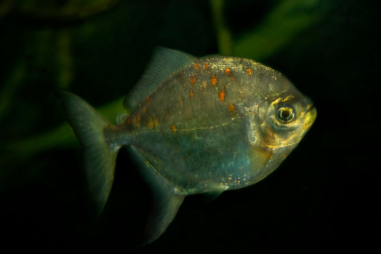 Myleus Bilder – Durchsuchen 47 Archivfotos, Vektorgrafiken und Videos ...