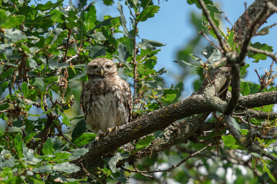 รูปภาพAthene – เลือกดูภาพถ่ายสต็อก เวกเตอร์ และวิดีโอ12,738 | Adobe Stock