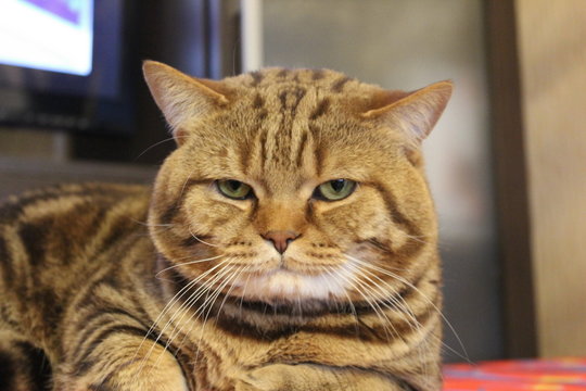 "Sneaky Cat" Images – Browse 8 Stock Photos, Vectors, and Video | Adobe ...