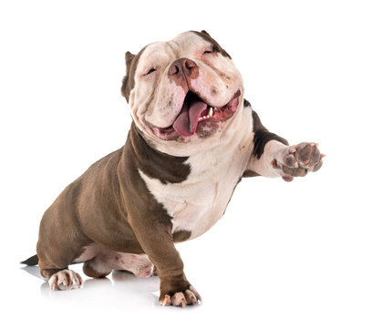 Free Dog Images – Browse 15,966 Free Stock Photos, Vectors, and Video ...