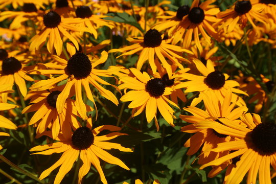 Susan Bilder – Durchsuchen 7,995 Archivfotos, Vektorgrafiken und Videos ...