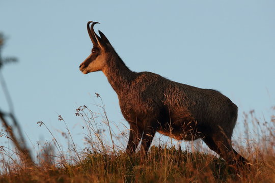 Huntable Images – Browse 971 Stock Photos, Vectors, and Video | Adobe Stock