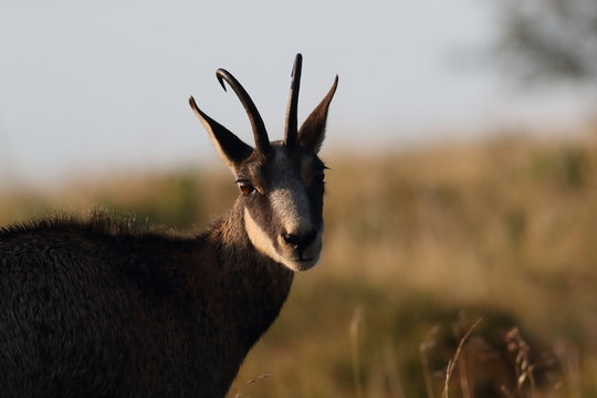 Huntable Images – Browse 971 Stock Photos, Vectors, and Video | Adobe Stock