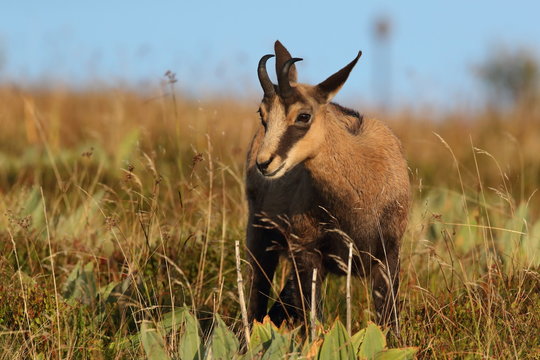 Huntable Images – Browse 971 Stock Photos, Vectors, and Video | Adobe Stock