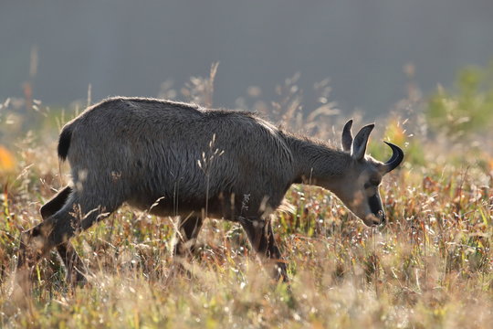 Huntable Images – Browse 971 Stock Photos, Vectors, and Video | Adobe Stock