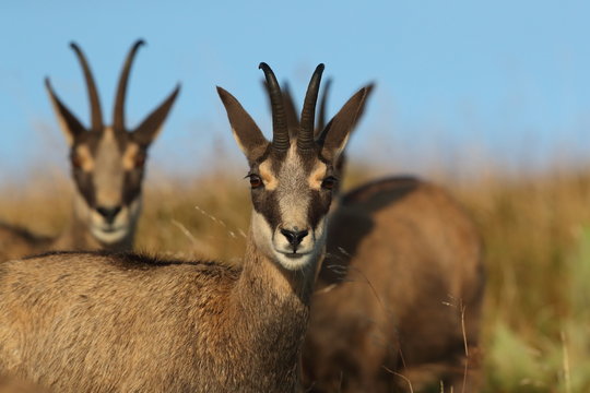 Huntable Images – Browse 971 Stock Photos, Vectors, and Video | Adobe Stock