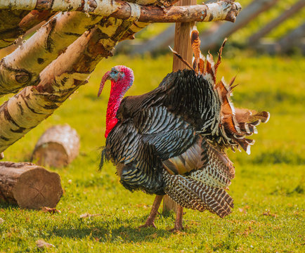 Obrazy (Indyk) — zdjęcia, wektory i wideo bez tantiem (2,171) | Adobe Stock