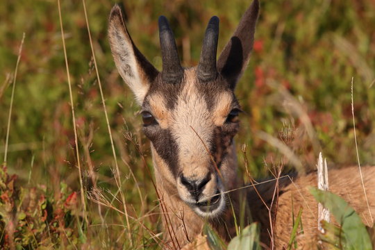 Huntable Images – Browse 971 Stock Photos, Vectors, and Video | Adobe Stock