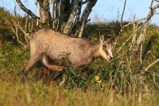 Huntable Images – Browse 971 Stock Photos, Vectors, and Video | Adobe Stock