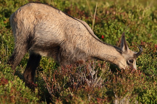 Huntable Images – Browse 971 Stock Photos, Vectors, and Video | Adobe Stock