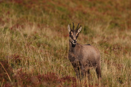 Huntable Images – Browse 971 Stock Photos, Vectors, and Video | Adobe Stock