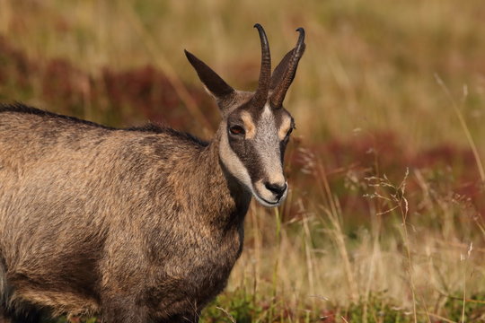 Huntable Images – Browse 971 Stock Photos, Vectors, and Video | Adobe Stock