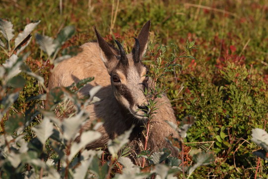 Huntable Images – Browse 971 Stock Photos, Vectors, and Video | Adobe Stock