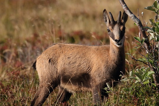 Huntable Images – Browse 971 Stock Photos, Vectors, and Video | Adobe Stock