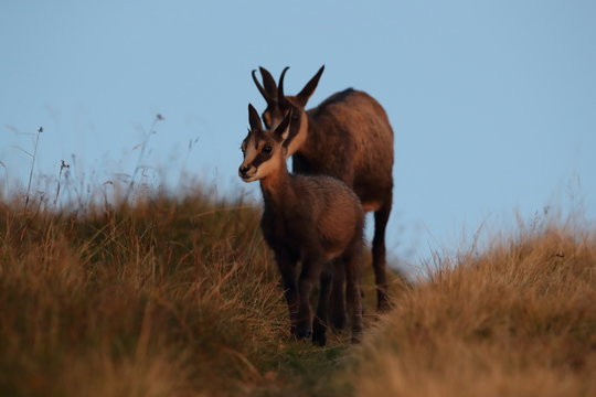 Huntable Images – Browse 971 Stock Photos, Vectors, and Video | Adobe Stock