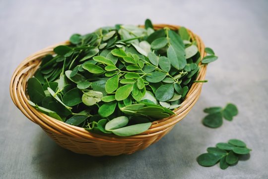 รูปภาพMalunggay – เลือกดูภาพถ่ายสต็อก เวกเตอร์ และวิดีโอ10,039 | Adobe ...