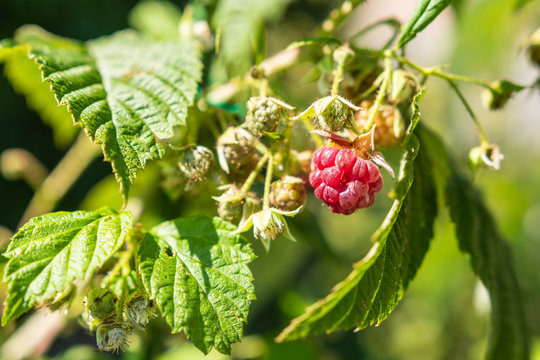 「Himbeer-Strauch」の写真素材 | 289件の無料イラスト画像 | Adobe Stock