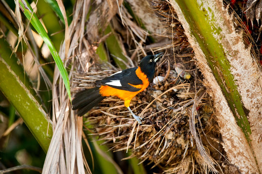 รูปภาพTurpial – เลือกดูภาพถ่ายสต็อก เวกเตอร์ และวิดีโอ161 | Adobe Stock