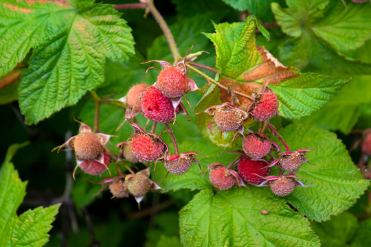 Thimbleberry Bilder – Durchsuchen 352 Archivfotos, Vektorgrafiken und ...