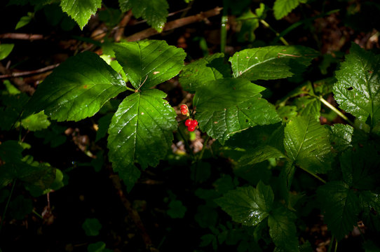 「Stoneberry」の写真素材 | 27件の無料イラスト画像 | Adobe Stock